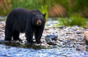 8 Major Types of Bears (Including Subspecies & Pictures) - Mississippi ...