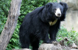 8 Major Types of Bears (Including Subspecies & Pictures) - Mississippi ...