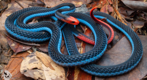 Are there any Blue Snakes? 12 Types of Blue Snakes - Mississippi Greens