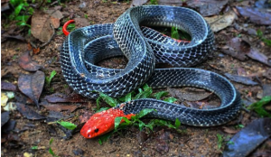 Are there any Blue Snakes? 12 Types of Blue Snakes - Mississippi Greens