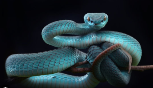 Are there any Blue Snakes? 12 Types of Blue Snakes - Mississippi Greens