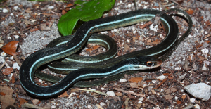 Are there any Blue Snakes? 12 Types of Blue Snakes - Mississippi Greens