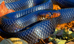 Are there any Blue Snakes? 12 Types of Blue Snakes - Mississippi Greens