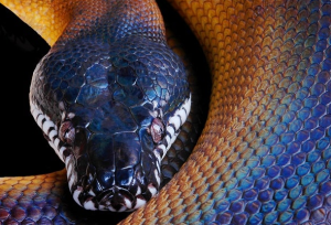 Are there any Blue Snakes? 12 Types of Blue Snakes - Mississippi Greens