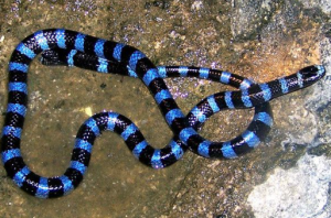 Are there any Blue Snakes? 12 Types of Blue Snakes