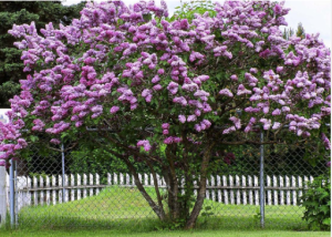 Chinese Lilac (Syringa × chinensis): Identifying Characteristics & How ...