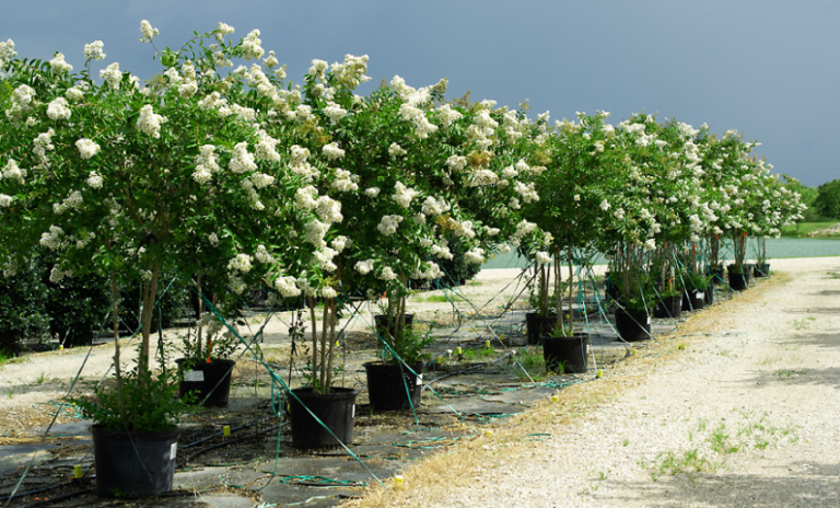 Natchez Crape Myrtle Tree: History, Growth Rate and Where to Grow - Mississippi Greens