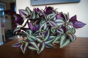 14 Types of Wandering Jew Varieties (With Pictures) - Mississippi Greens