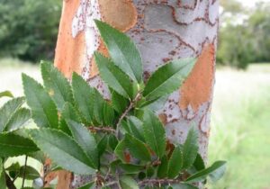 16 Types of Elm Trees (Bark, Leaves, Growth Habit) - Identification ...