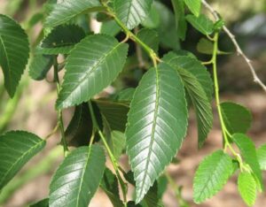16 Types of Elm Trees (Bark, Leaves, Growth Habit) - Identification ...