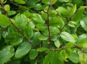 16 Types of Elm Trees (Bark, Leaves, Growth Habit) - Identification ...