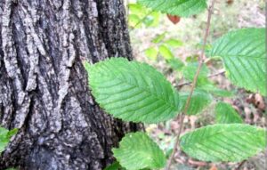 16 Types of Elm Trees (Bark, Leaves, Growth Habit) - Identification ...