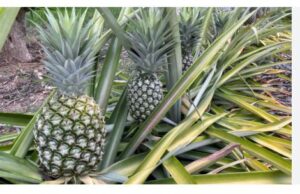 28 Types of Pineapple Varieties (Origin, Characteristics & Pictures ...