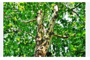14 Types of Sycamore Trees (With Pictures) - Identification Guide ...