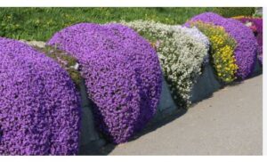 16 Types of Creeping Thyme (With Pictures) - Mississippi Greens