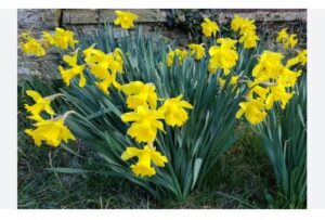 24 Types of Daffodils (With Pictures) – Identification Guide ...