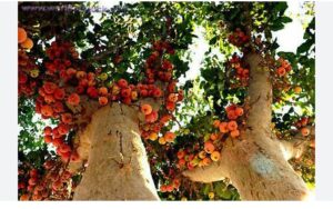 14 Types of Sycamore Trees (With Pictures) - Identification Guide ...