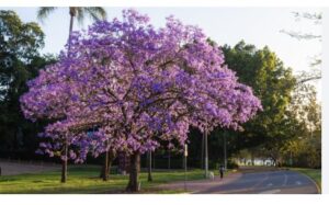 14 Types of Jacaranda Trees (With Pictures) - Mississippi Greens