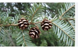 16 Types of Hemlock Trees - Identification Guide - Mississippi Greens