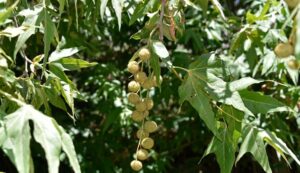 14 Types of Sycamore Trees (With Pictures) - Identification Guide ...