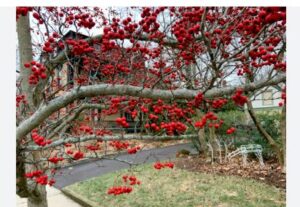 16 Types of Hawthorn Trees (genus Crataegus) With Pictures ...