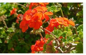 24 Major Types of Geraniums - Identification Guide - Mississippi Greens