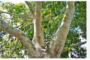 14 Types of Sycamore Trees (With Pictures) - Identification Guide ...