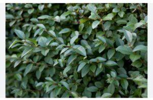 15 Types of Privet Shrubs - Identification Guide - Mississippi Greens