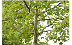 14 Types of Sycamore Trees (With Pictures) - Identification Guide ...