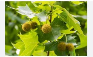 14 Types of Sycamore Trees (With Pictures) - Identification Guide ...