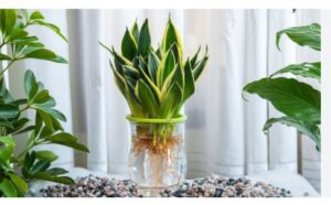 24 Indoor Plants That Produce The Most Oxygen - Mississippi Greens