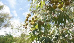 14 Types of Sycamore Trees (With Pictures) - Identification Guide ...