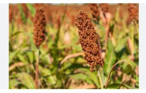 18 Different Types of Millet – Identification Guide - Mississippi Greens