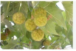 14 Types of Sycamore Trees (With Pictures) - Identification Guide ...