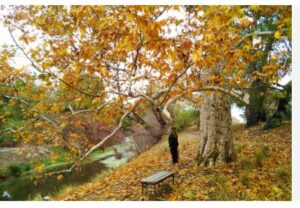 14 Types of Sycamore Trees (With Pictures) - Identification Guide ...