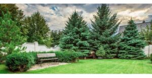 24 Major Types of Evergreen Trees – Identification Guide