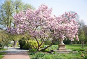 24 Types of Magnolia Trees and Shrubs - Mississippi Greens