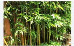 24 Types of Bamboo Plants – Identification Guide - Mississippi Greens