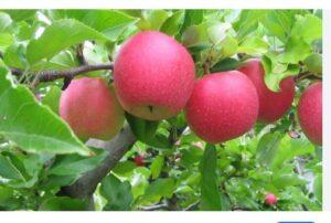 Pink Lady (Cripps Pink) Apples: History, Identifying Characteristics ...