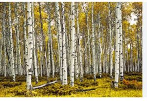 21 Types of Birch Trees (With Their Identifying Characteristics ...