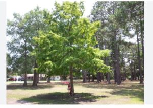Montezuma Cypress: History, Identifying Characteristics And Cultivation ...