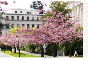 Kwanzan Cherry Tree: History, Identifying Characteristics & Cultivation ...