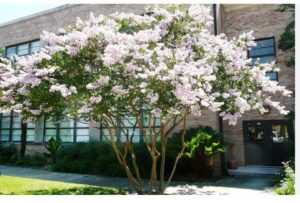 28 Types of Crape Myrtle Trees (With Pictures)- Identification Guide - Mississippi Greens