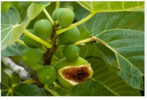 24 Types of Fig Trees ( With Pictures) - Identification Guide ...