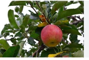 SweeTango Apples: History, Identifying Characteristics, Taste ...