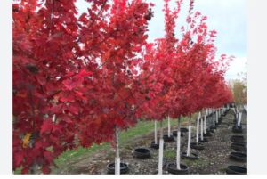 Brandywine Maple Tree: History, Identifying Characteristics ...