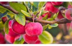 28 Types of Crabapple Trees (Fruiting & Flowering Varieties ...