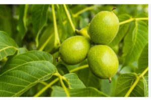 21 Types of Walnut Trees (And Their Identifying Characteristics ...