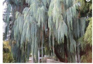 28 Types of Cypress Tree Species - Identification Guide - Mississippi ...