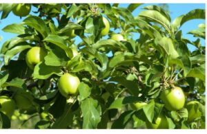 Granny Smith Apples: History, Identifying Characteristics, Taste ...